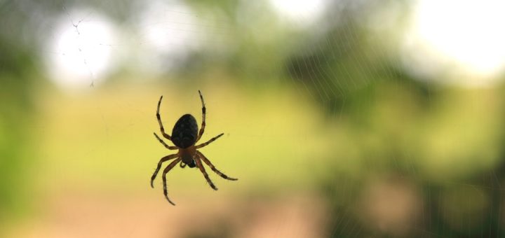 Comment se débarrasser des araignées blanches ? – MamanSanta Comment se débarrasser des araignées blanches ? – MamanSanta