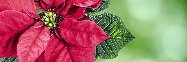 Comment Conserver La Plante De Noël Mamansanta