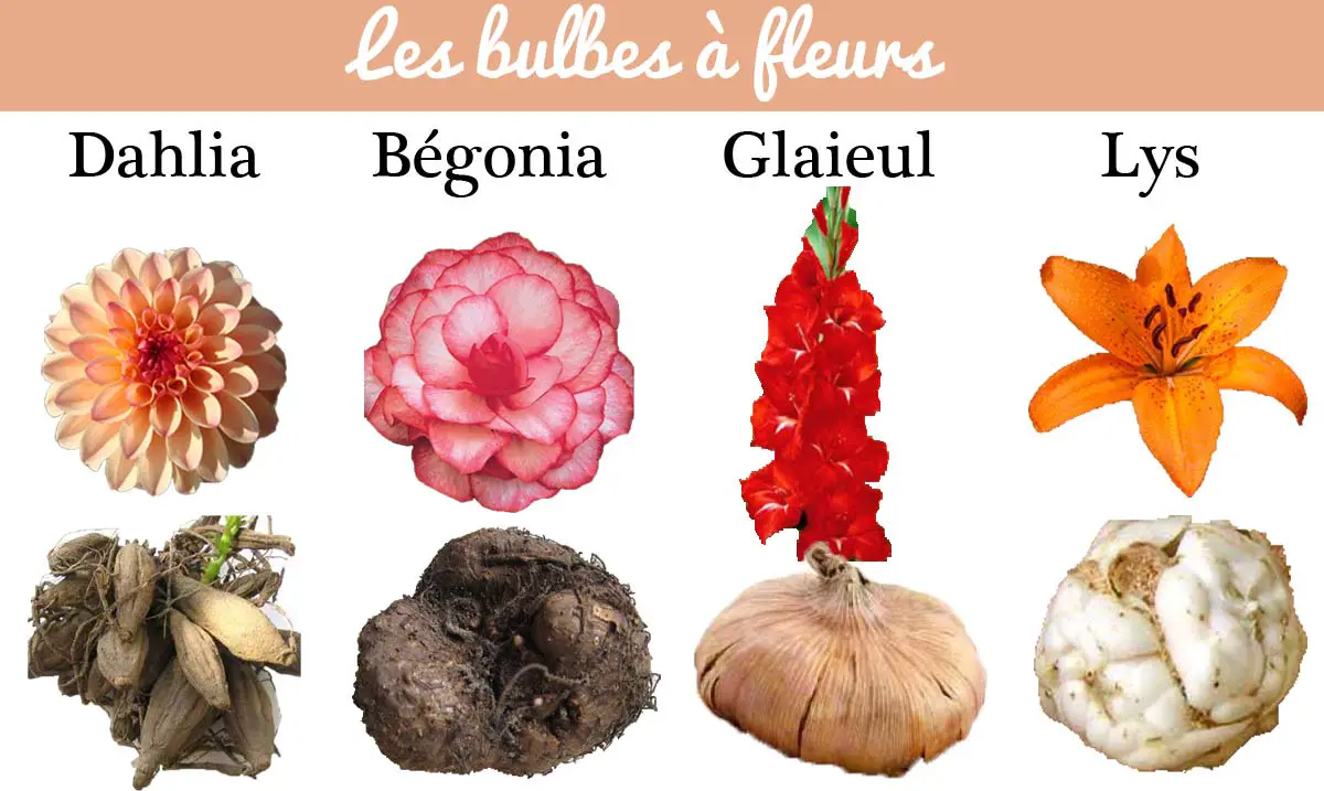 Comment planter des bulbes de bégonia ? – MamanSanta Comment planter des bulbes de bégonia ? – MamanSanta
