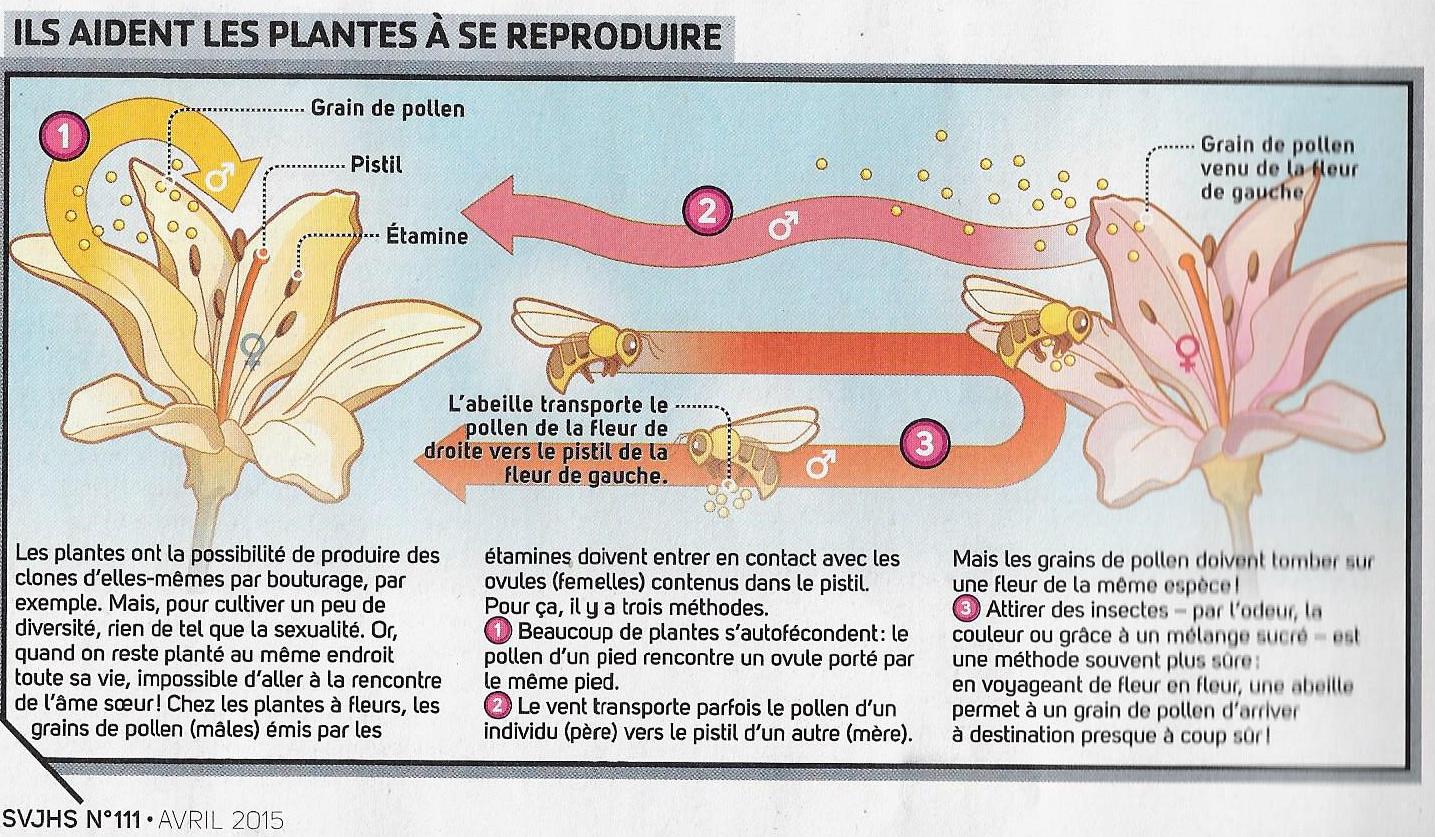 Quel est le rôle des insectes dans le compost ? - MamanSanta Quel est le rôle des insectes dans le compost ? - MamanSanta